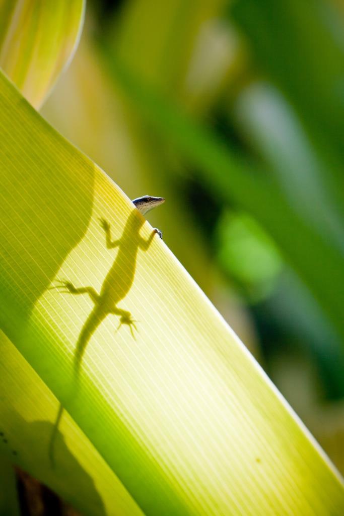 Cook Islands Wildlife: Unique Species to Discover - Pacific Resort ...